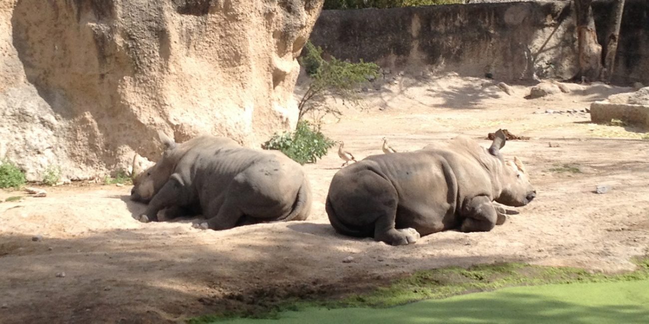 Zoológico Guadalajara: Guía de Aventuras | Visita GDL